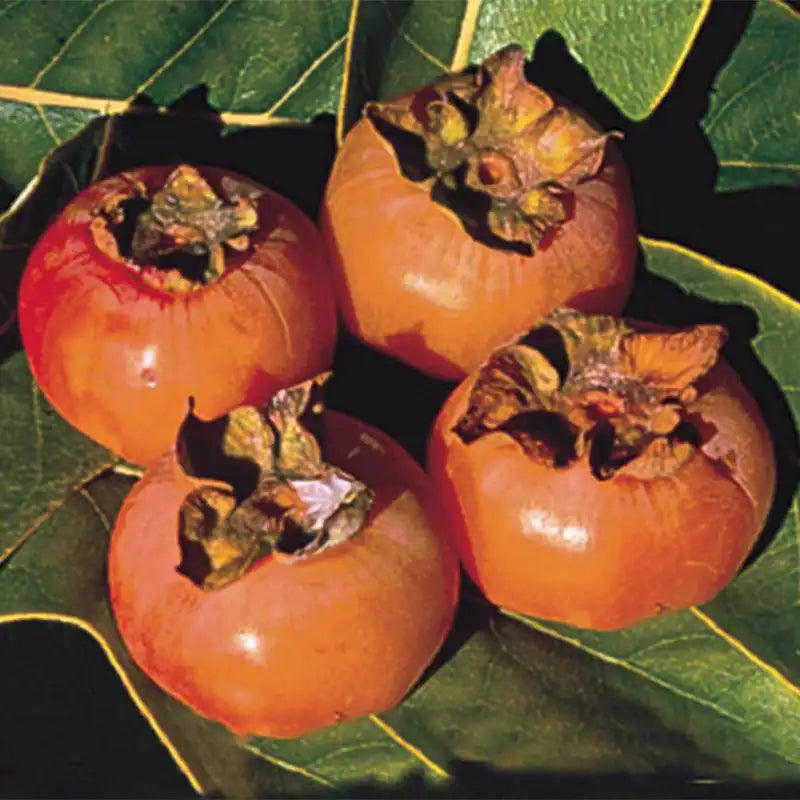 American Persimmon | Gurney's Seed & Nursery Co.