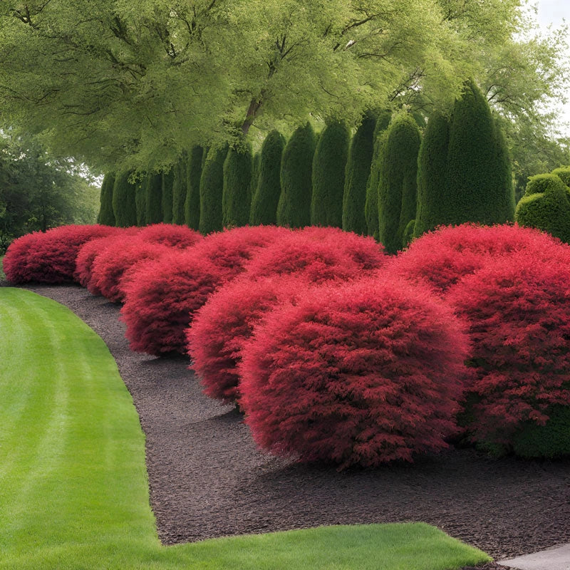 Dwarf Burning Bush Hedge | Gurney's Seed & Nursery Co.