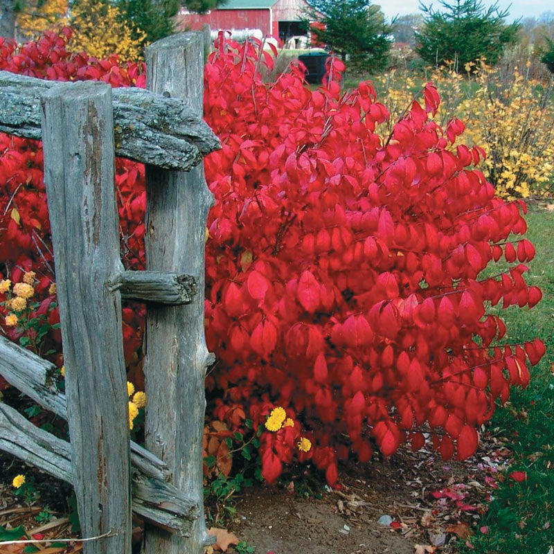 Dwarf Burning Bush Hedge | Gurney's Seed & Nursery Co.
