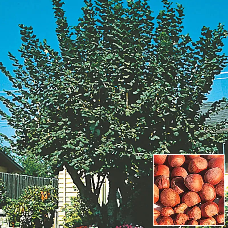 American Hazelnut Tree | Gurney's Seed & Nursery Co.