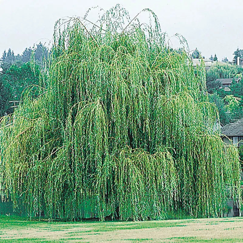 Niobe Weeping Willow Tree | Gurney's Seed & Nursery Co.