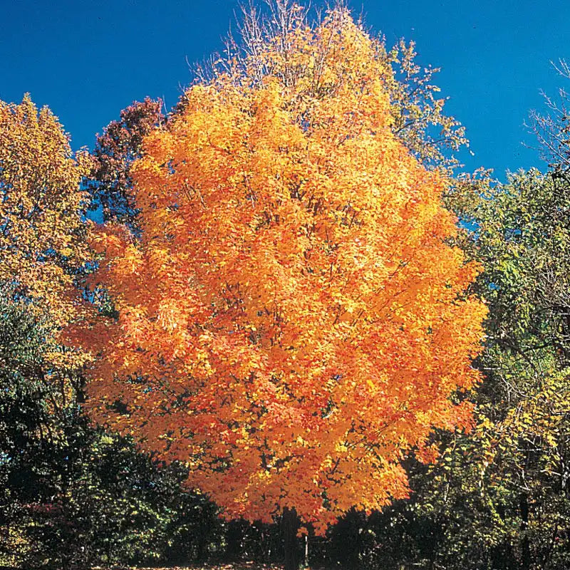 Sugar Maple Tree | Gurney's Seed & Nursery Co.