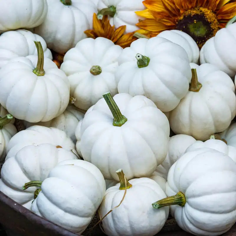 Casperita Hybrid Pumpkin | Gurney's Seed & Nursery Co.