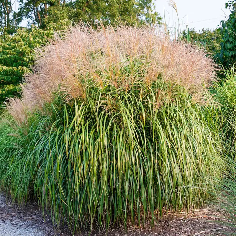 Maiden Grass Plant | Gurney's Seed & Nursery Co.