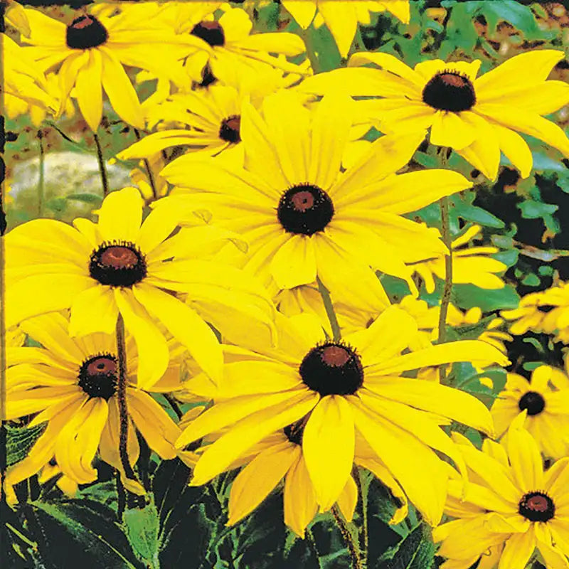 Black-Eyed Susan | Gurney's Seed & Nursery Co.