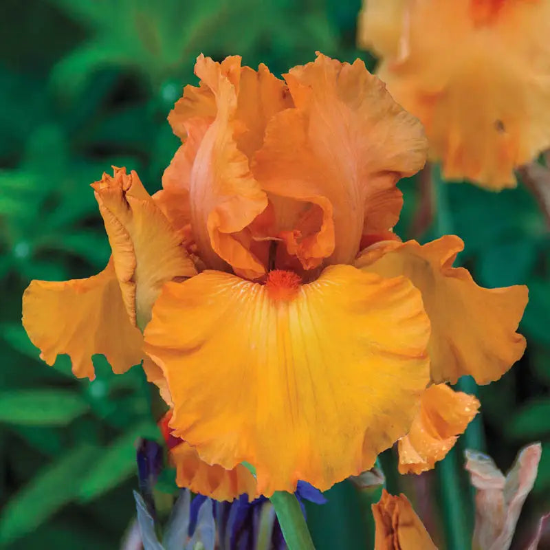 Penny Lane Reblooming Bearded Iris – Gurney's Seed & Nursery Co.