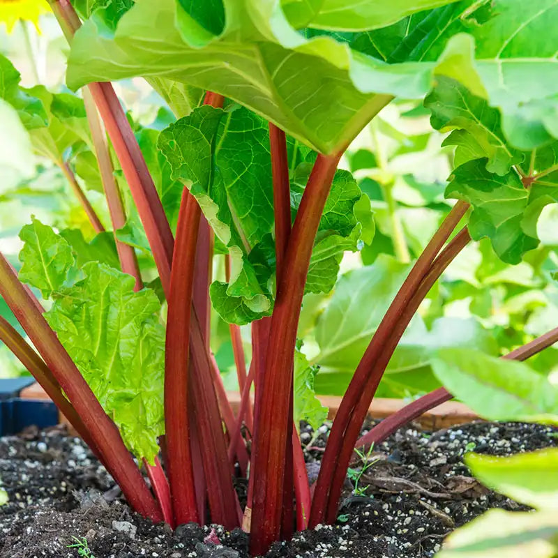 Crimson Red Rhubarb | Gurney's Seed & Nursery Co.