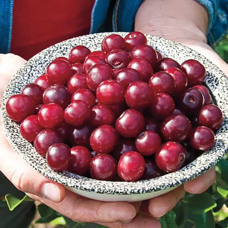 Carmine Jewel Bush Cherry | Gurney's Seed & Nursery Co.
