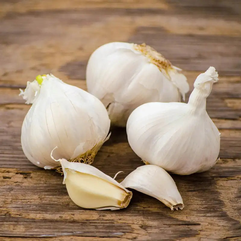 California White Softneck Garlic | Gurney's Seed & Nursery Co.