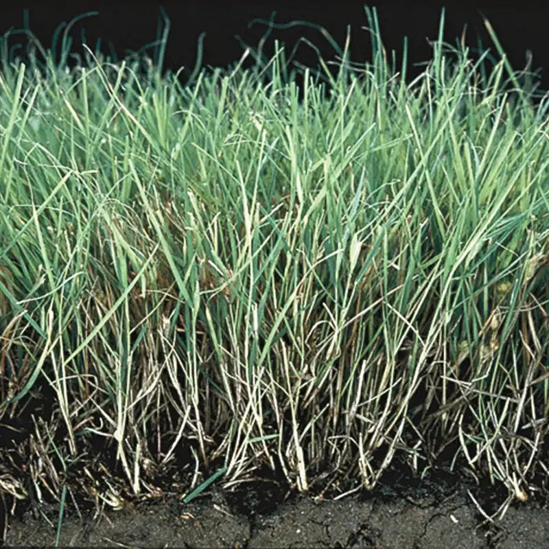 Buffalo Grass Seed for Sale | Gurney's Seed & Nursery Co.