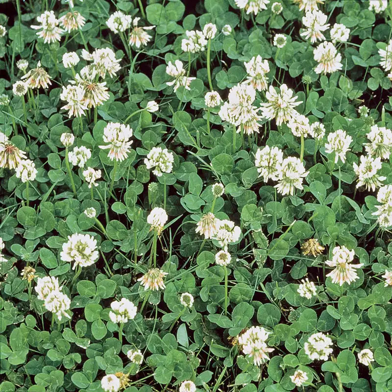 White Dutch Clover | Groundcover & Grass Seeds from Gurney's Seed ...