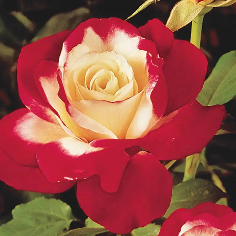 Double Delight Hybrid Tea Rose | Gurney's Seed & Nursery Co. – Gurneys