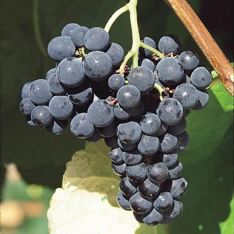Valiant Grape: Cold-Hardy Grape Vines from Gurney's Seed & Nursery Co.