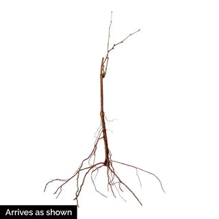Valiant Grape: Cold-Hardy Grape Vines from Gurney's Seed & Nursery Co ...