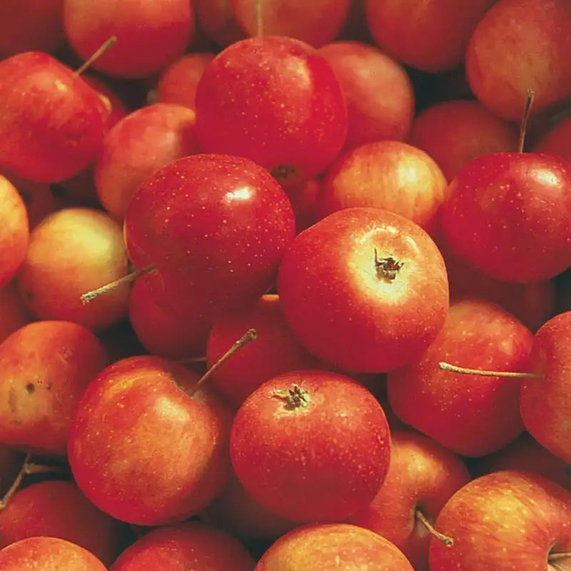 Whitney Crabapple Tree | Gurney's Seed & Nursery Co.