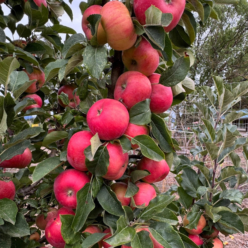 Sweet Treat Pluerry™ – Gurney's Seed & Nursery Co.