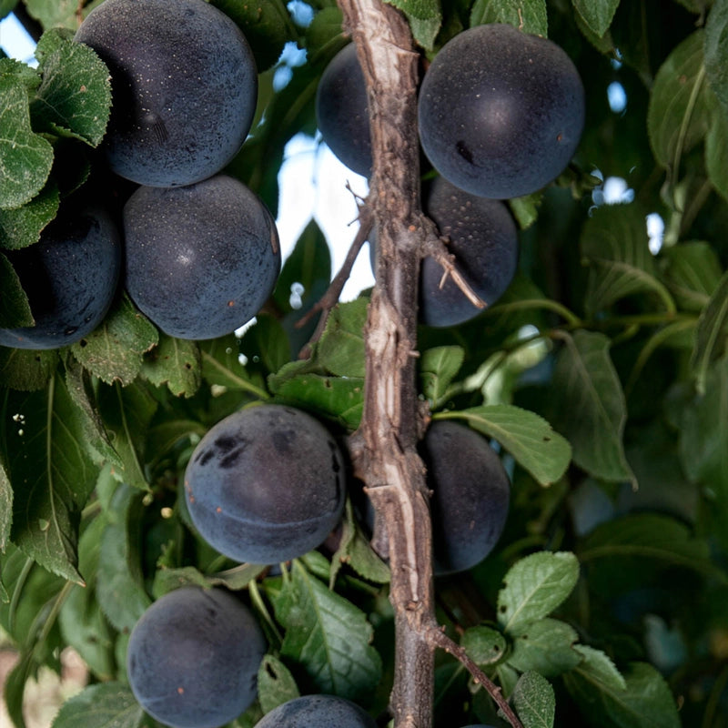 Flavor Delight Aprium® – Gurney's Seed & Nursery Co.