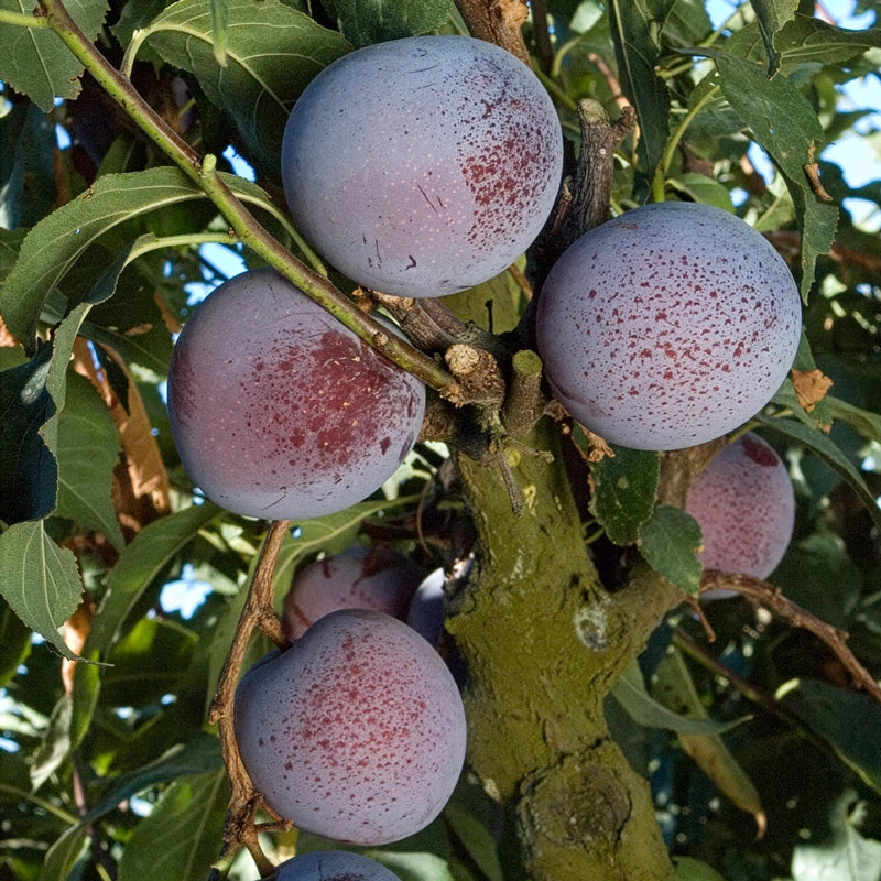 Flavor King Pluot® – Gurney's Seed & Nursery Co.