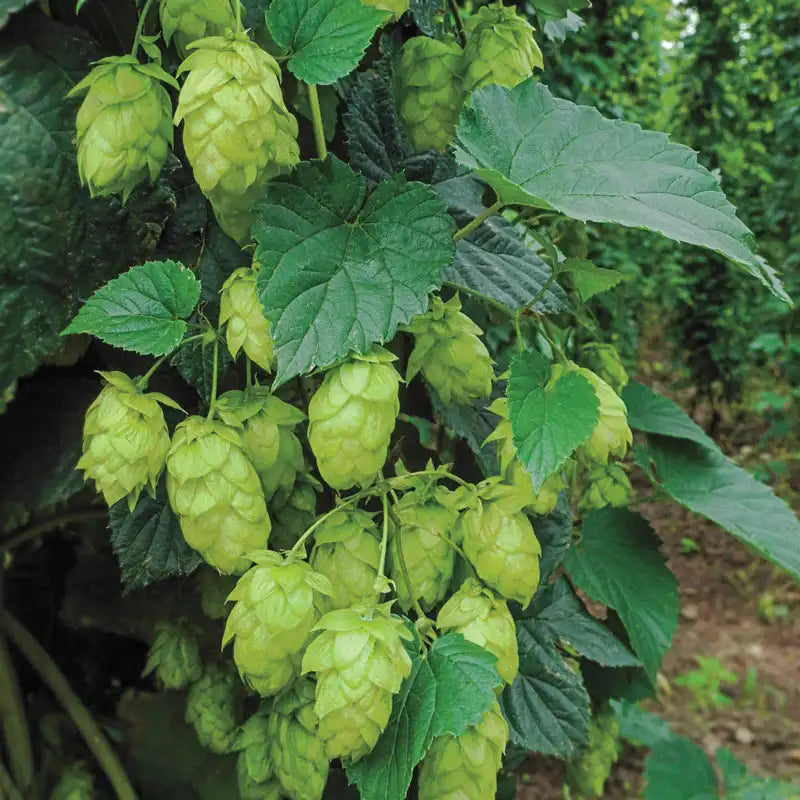 Nugget Hops Vine | Gurney's Seed & Nursery Co.