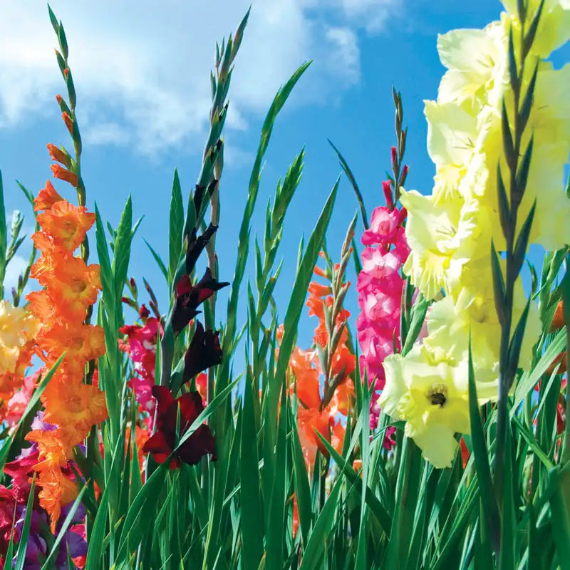 Field-Grade Glads | Gurney's Seed & Nursery Co.