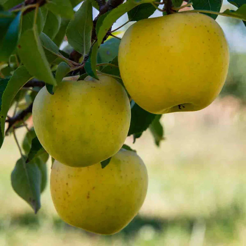 Yellow Transparent Apple – Gurney's Seed & Nursery Co.