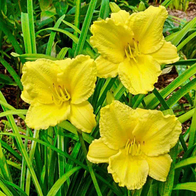 Big Time Happy Daylily – Gurney's Seed & Nursery Co.