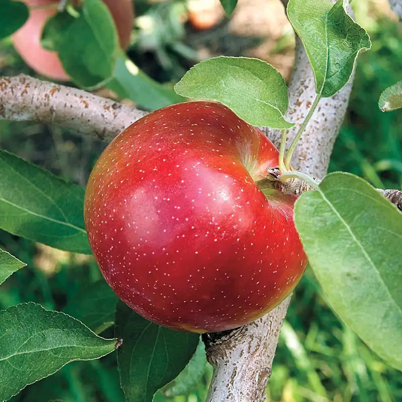 Liberty Apple Tree | Gurney's Seed & Nursery Co.