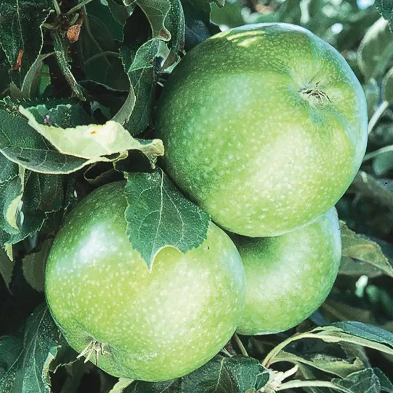 Granny Smith Apple Tree | Gurney's Seed & Nursery Co.