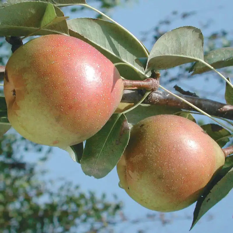 Seckel Pear Tree | Gurney's Seed & Nursery Co.