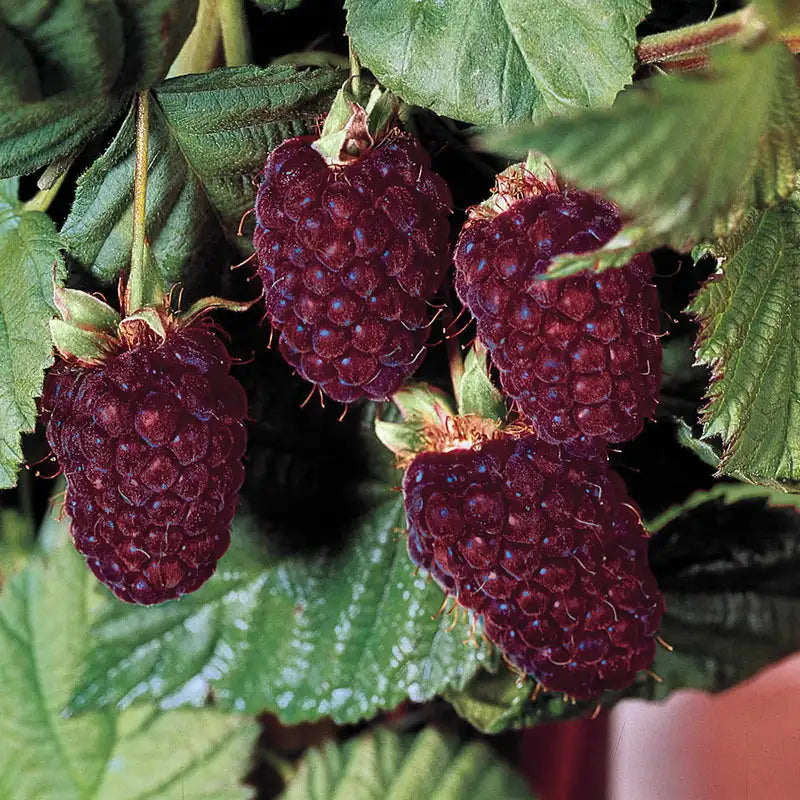 Thornless Boysenberry Plants: Brambles from Gurney's Seed & Nursery Co.
