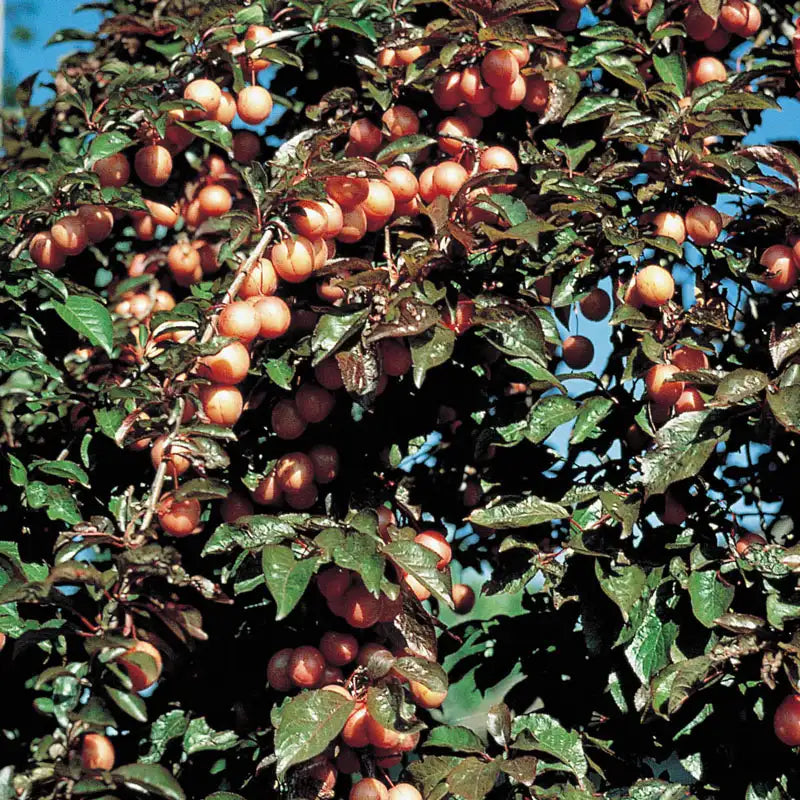 Native Plum Tree | Gurney's Seed & Nursery Co.