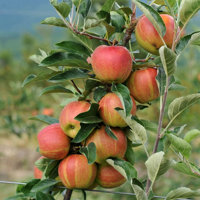 Sweet Treat™ Fruit Snacks® Apple Tree – Gurney's Seed & Nursery Co.