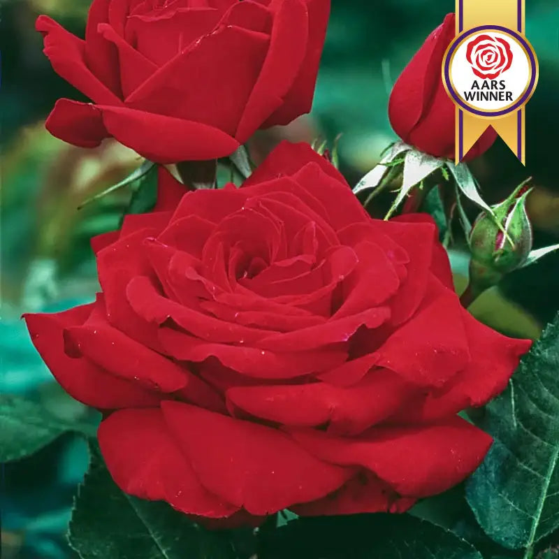 Mister Lincoln Hybrid Tea Rose | Gurney's Seed & Nursery Co.