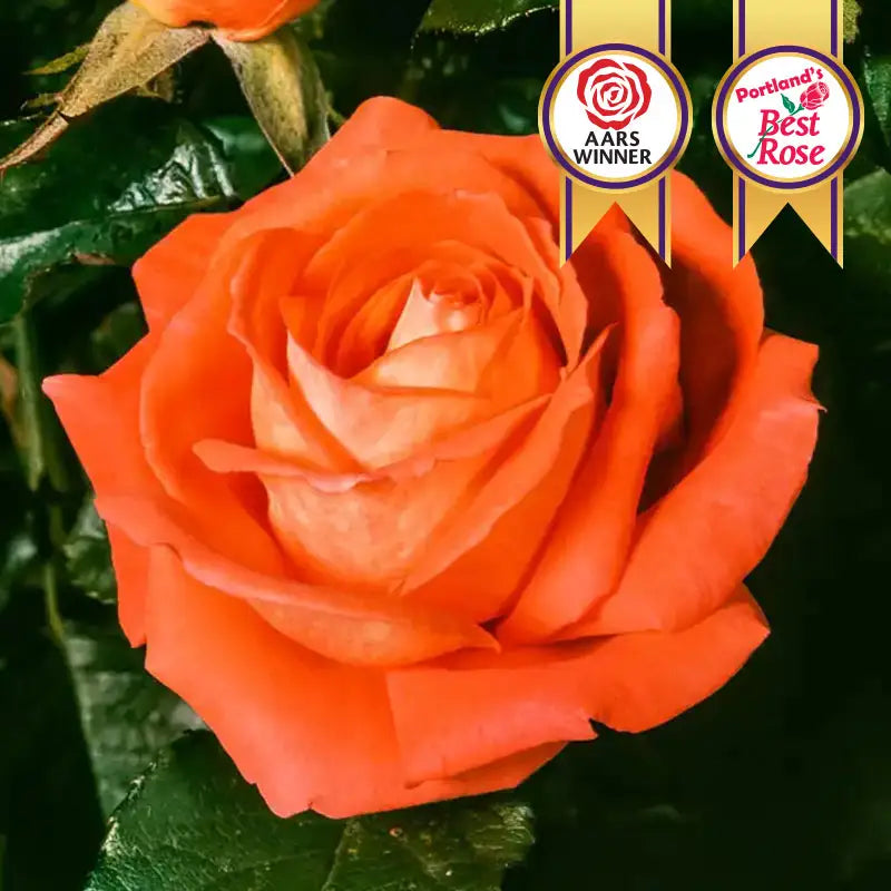 Tropicana Hybrid Tea Rose | Gurney's Seed & Nursery Co.
