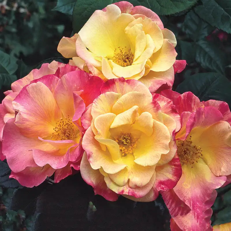 Joseph's Coat Climbing Rose | Gurney's Seed & Nursery Co.