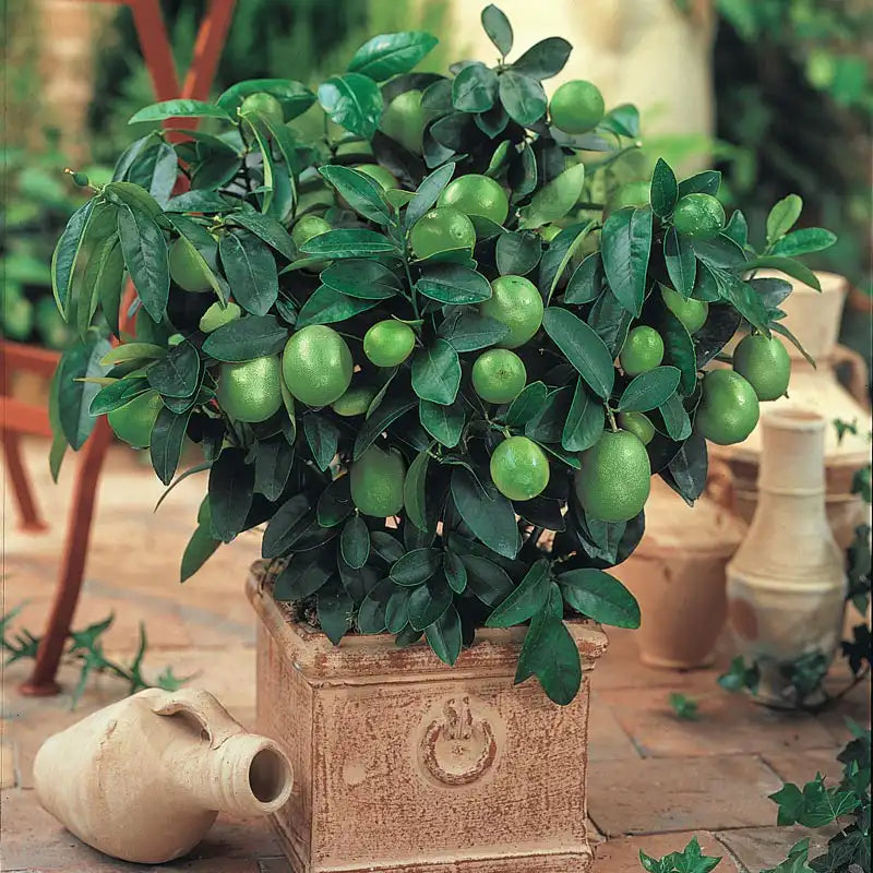 Dwarf Key Lime Tree | Gurney's Seed & Nursery Co.