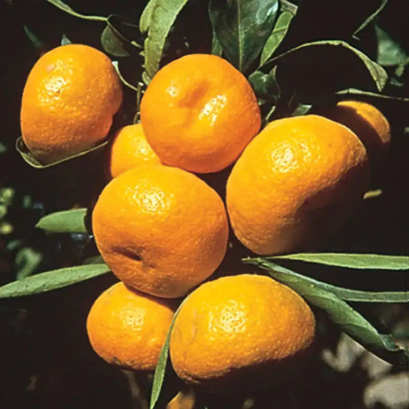 Dwarf Cleopatra Mandarin: Citrus & Houseplants from Gurney's Seed ...