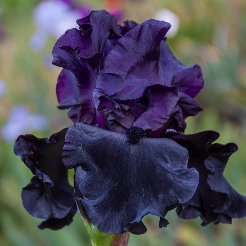 Black Is Black Bearded Iris – Gurney's Seed & Nursery Co.