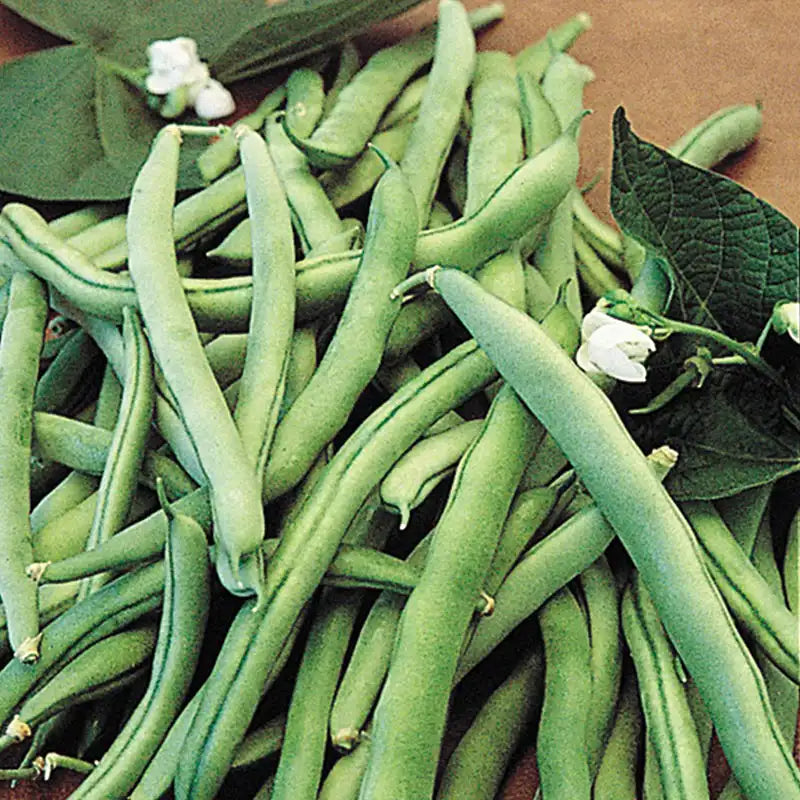 Blue Lake 274 Bush Bean Seed | Gurney's Seed & Nursery Co.
