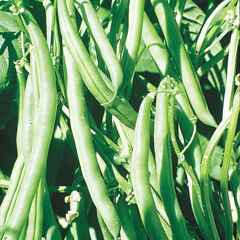 Kentucky Wonder Pole Bean Seed | Gurney's Seed & Nursery Co.