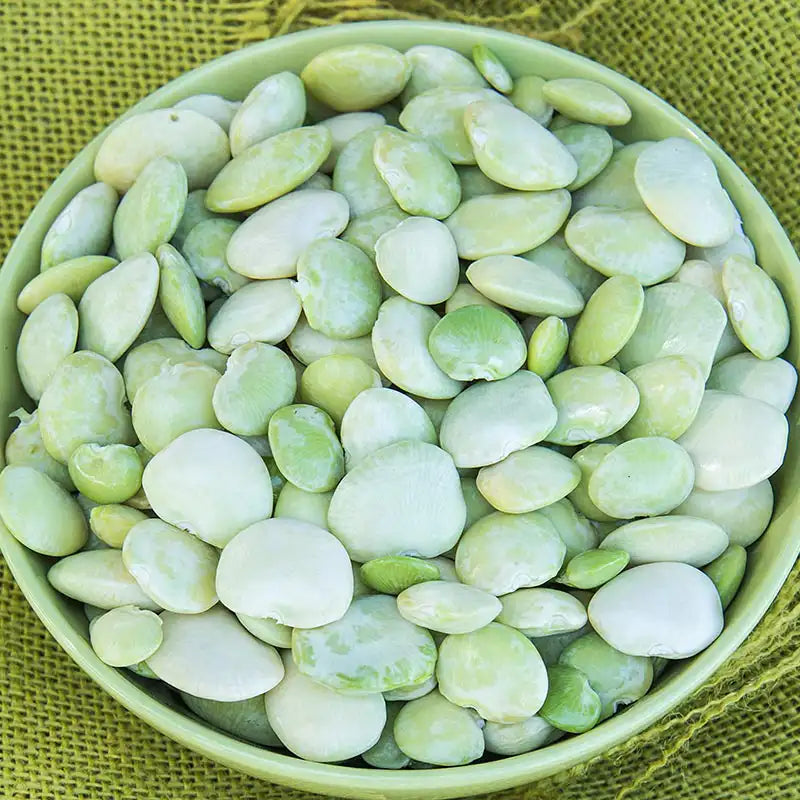 Fordhook 242 Lima Bean Seed | Gurney's Seed & Nursery Co.