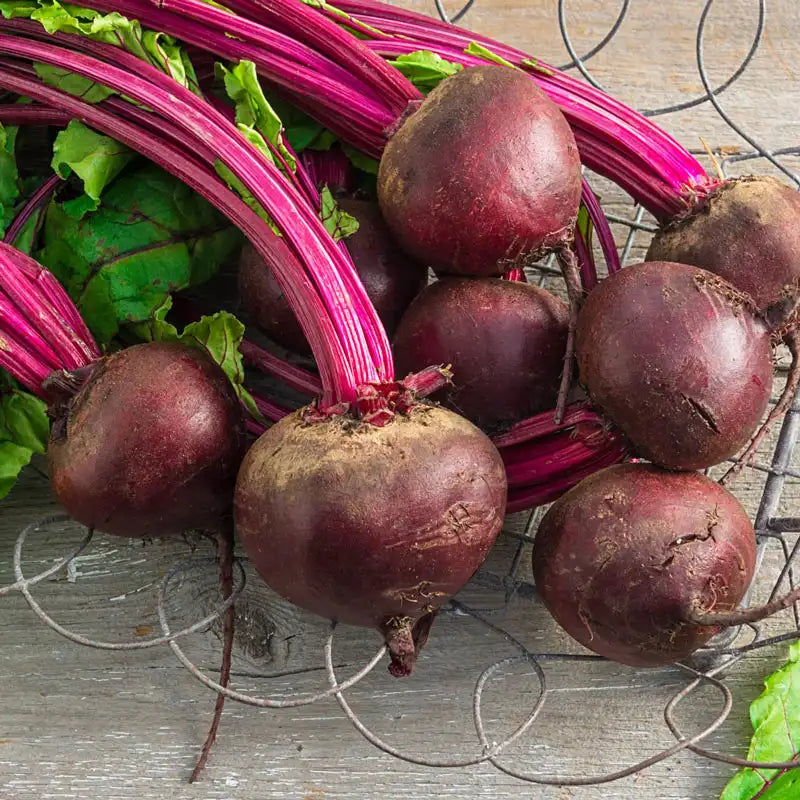 Perfected Detroit Beet Seed | Gurney's Seed & Nursery Co.