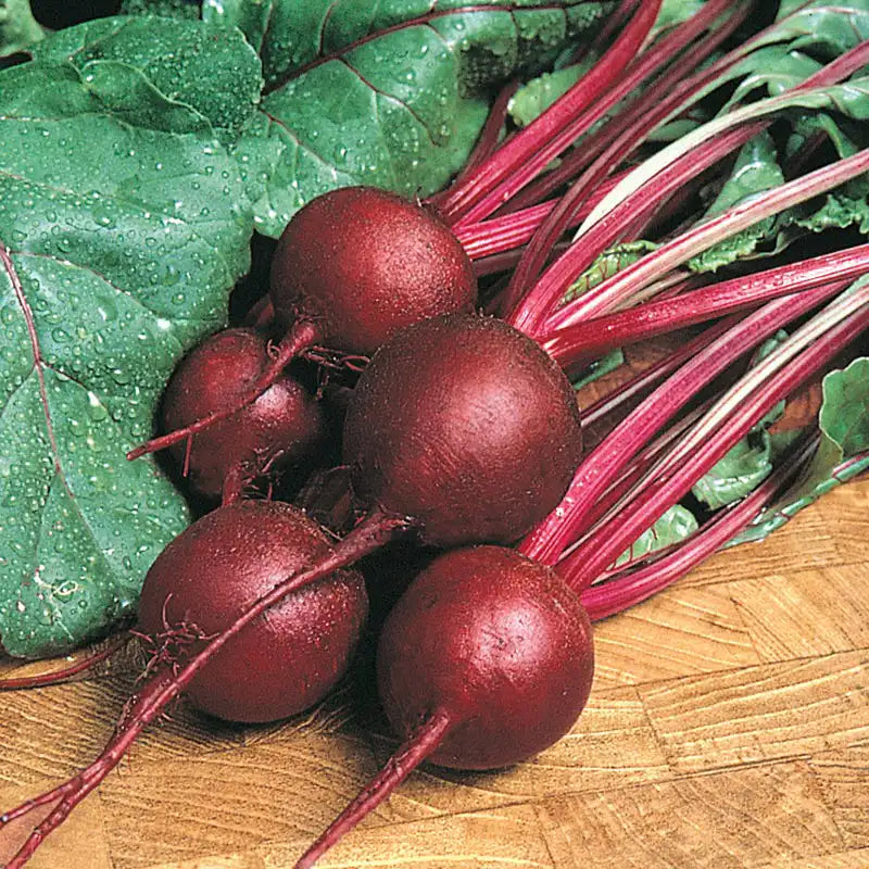 Ruby Queen Beet Seed | Gurney's Seed & Nursery Co.