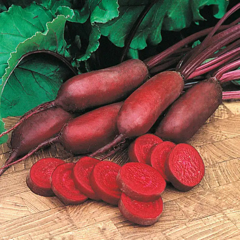 Forono Beet Seed | Gurney's Seed & Nursery Co.