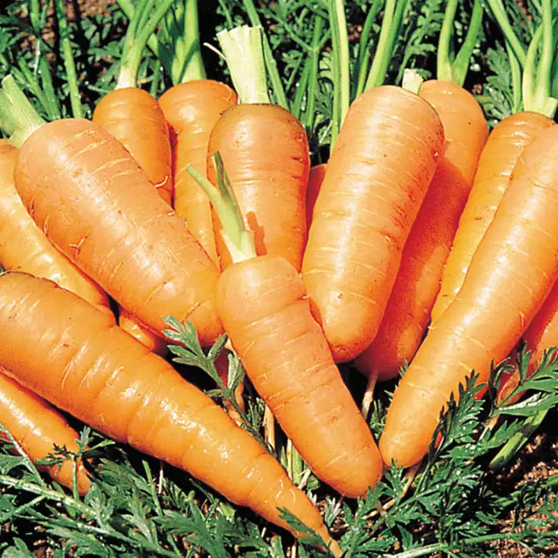 Danvers Half Long Carrot Seed | Gurney's Seed & Nursery Co.