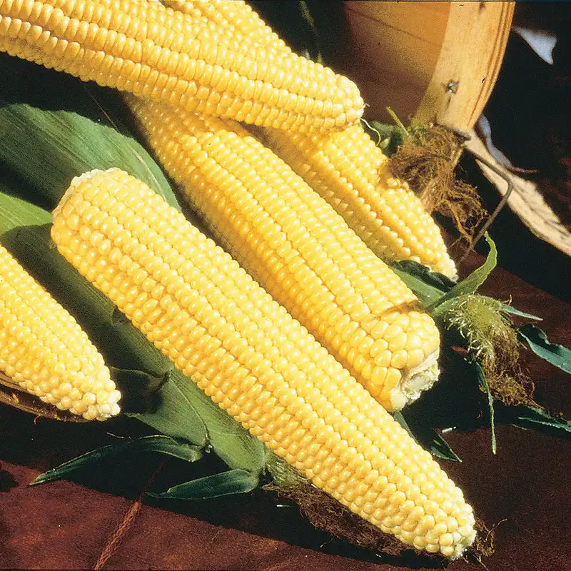 Northern Yellow Xtra-Sweet Hybrid Sweet Corn Seed (sh2) | Gurney's Seed ...