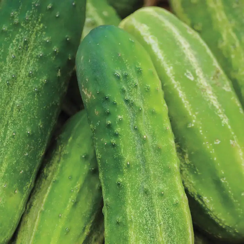 Bush Pickle Hybrid Pickling Cucumber | Gurney's Seed & Nursery Co.