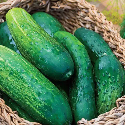 County Fair Improved Hybrid Cucumber | Gurney's Seed & Nursery Co.