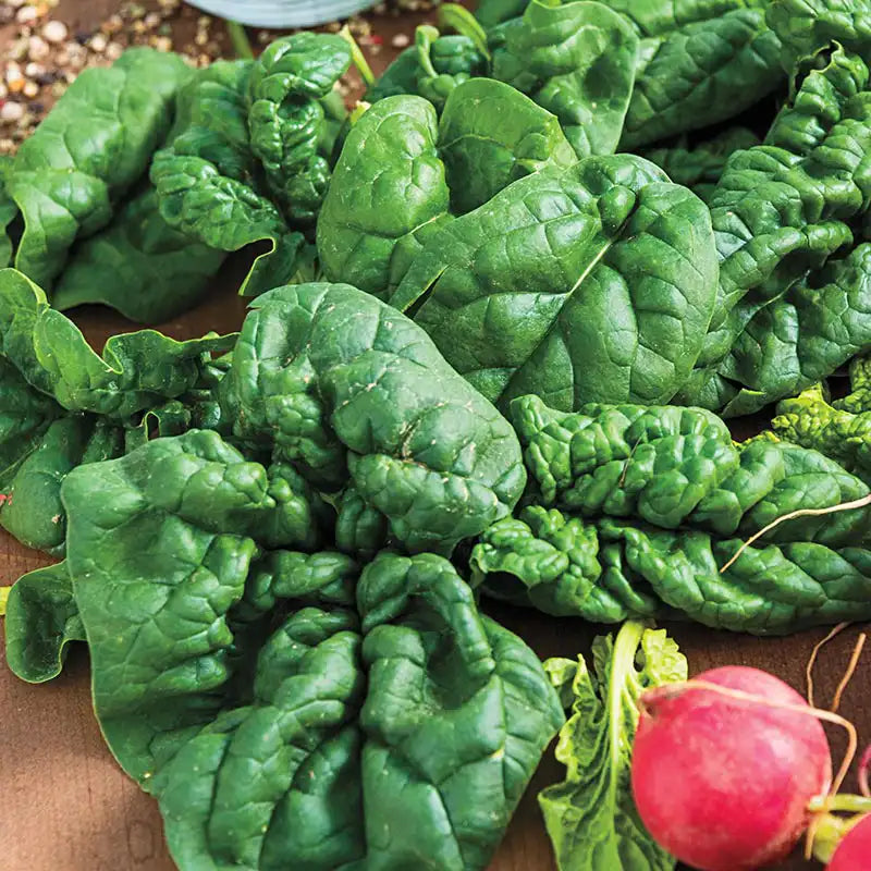 Bloomsdale Longstanding Spinach Seed | Gurney's Seed & Nursery Co.