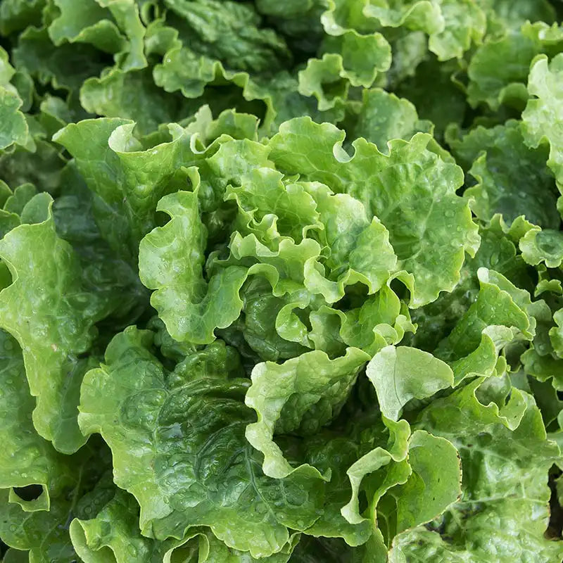 Green Ice Leaf Lettuce Seed | Gurney's Seed & Nursery Co.